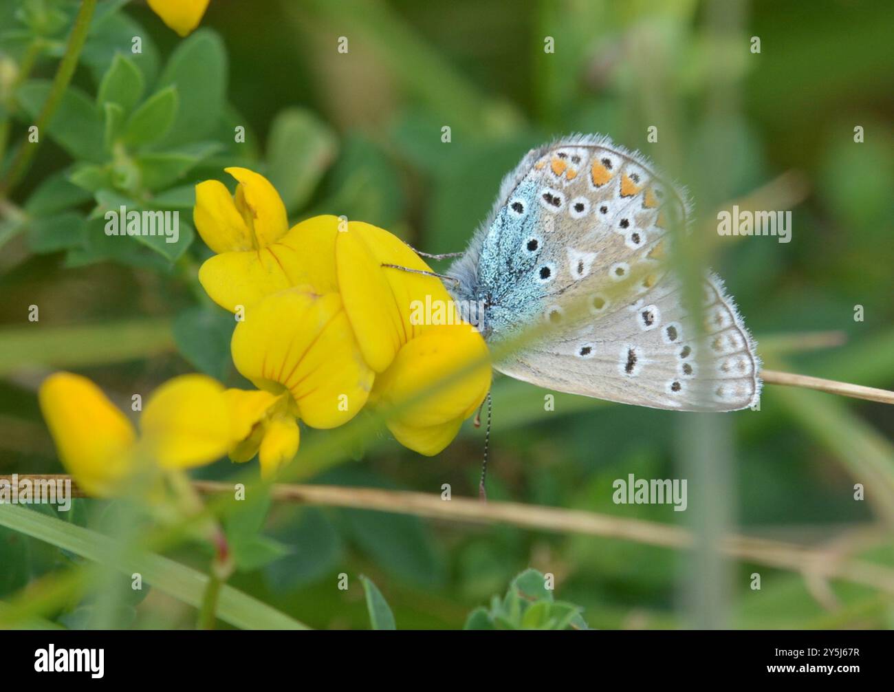 Common Blue (Polyommatus icarus) Insecta Stock Photo - Alamy
