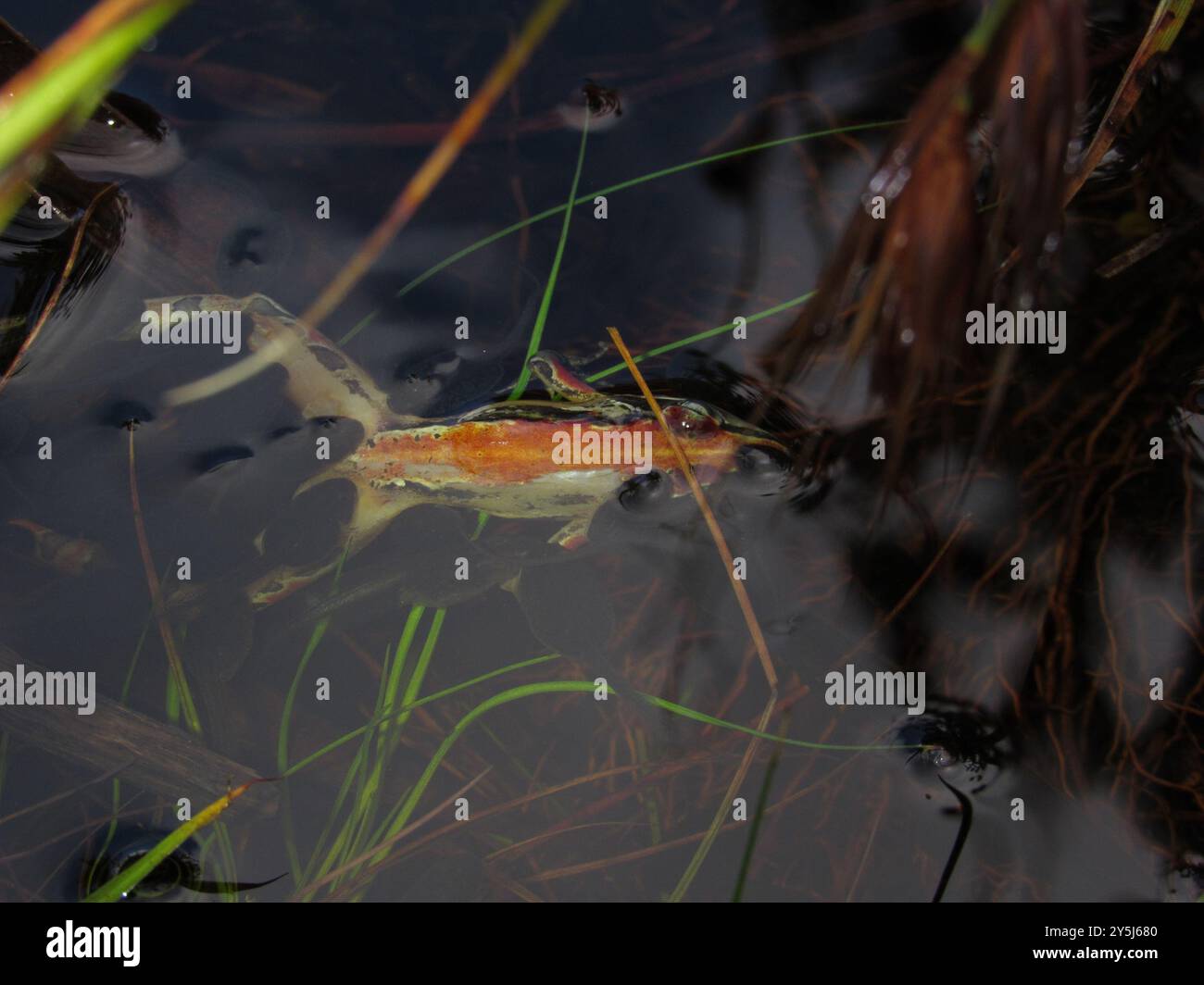 Strongylopus hi-res stock photography and images - Alamy