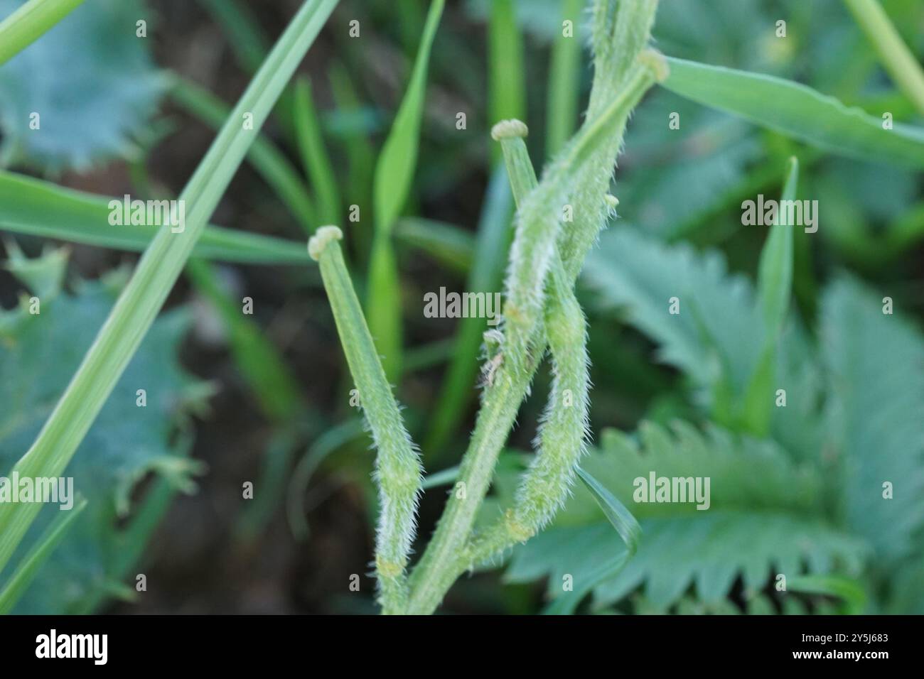 charlock (Mutarda arvensis) Plantae Stock Photo - Alamy