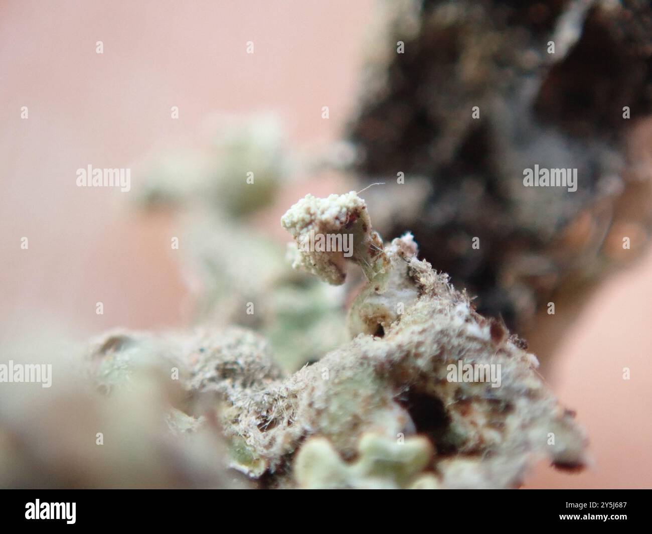 Tree Flute Lichen (Menegazzia subsimilis) Fungi Stock Photo - Alamy