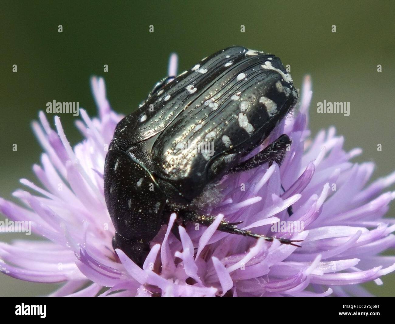 Mediterranean Spotted Chafer (Oxythyrea funesta) Insecta Stock Photo ...