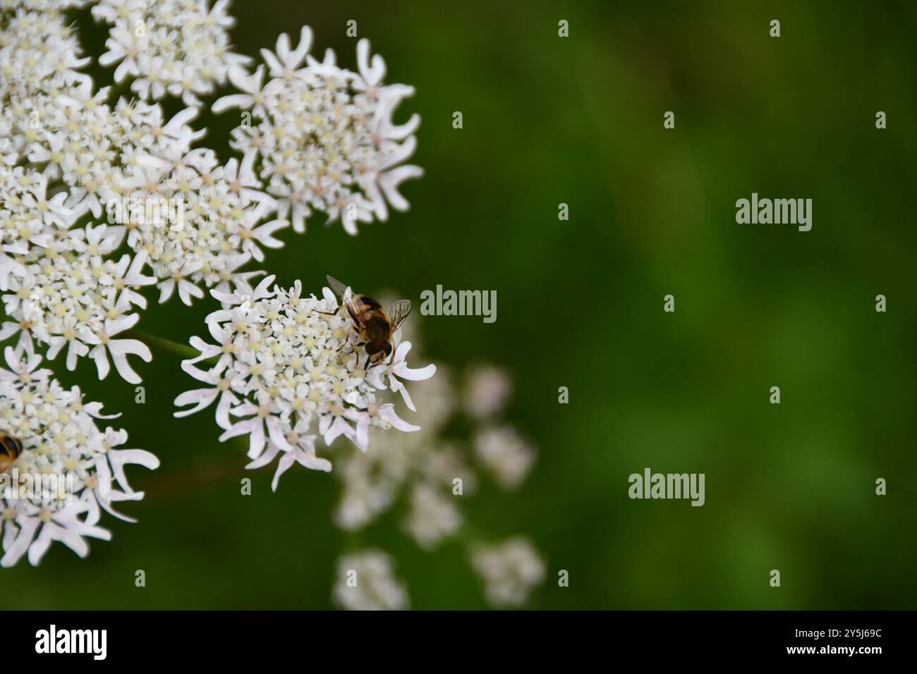 Stripe-winged Drone Fly (Eristalis horticola) Insecta Stock Photo - Alamy