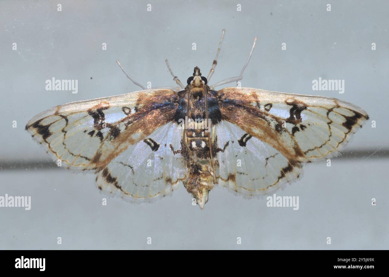 Ornate Compacta Moth (Compacta capitalis) Insecta Stock Photo - Alamy