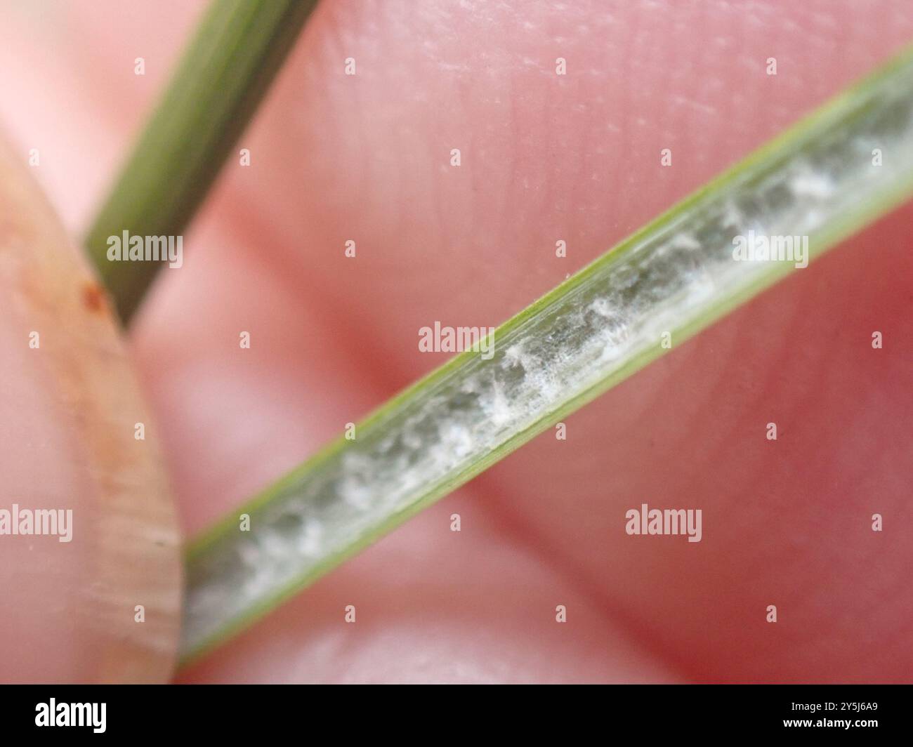 Hard Rush (Juncus inflexus) Plantae Stock Photo - Alamy