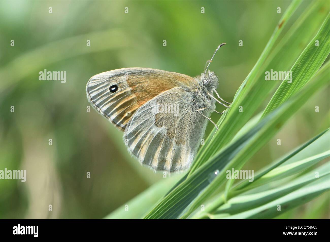 Common Ringlet (Coenonympha california) Insecta Stock Photo - Alamy