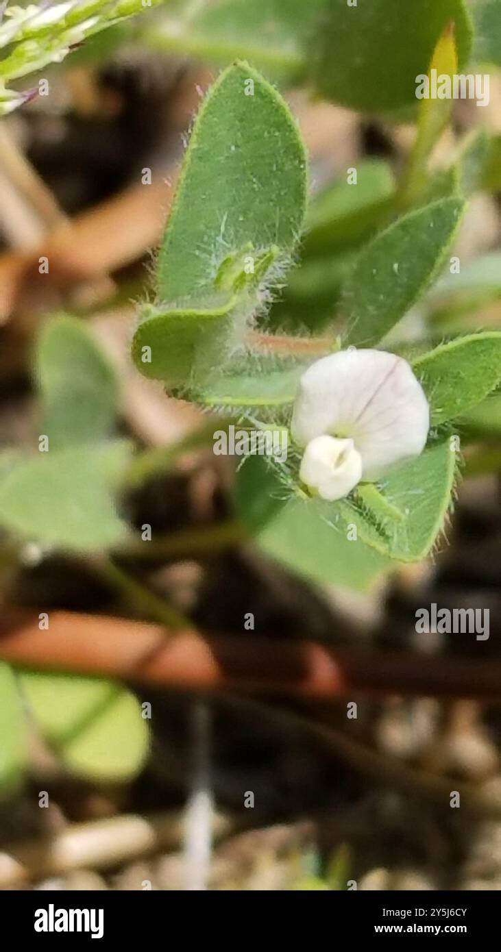 Spanish clover (Acmispon americanus) Plantae Stock Photo - Alamy