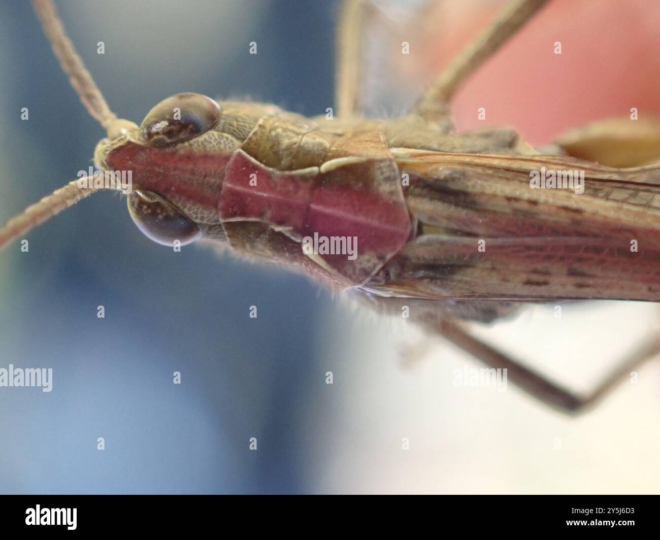 Bow-winged Grasshopper (Chorthippus biguttulus) Insecta Stock Photo - Alamy