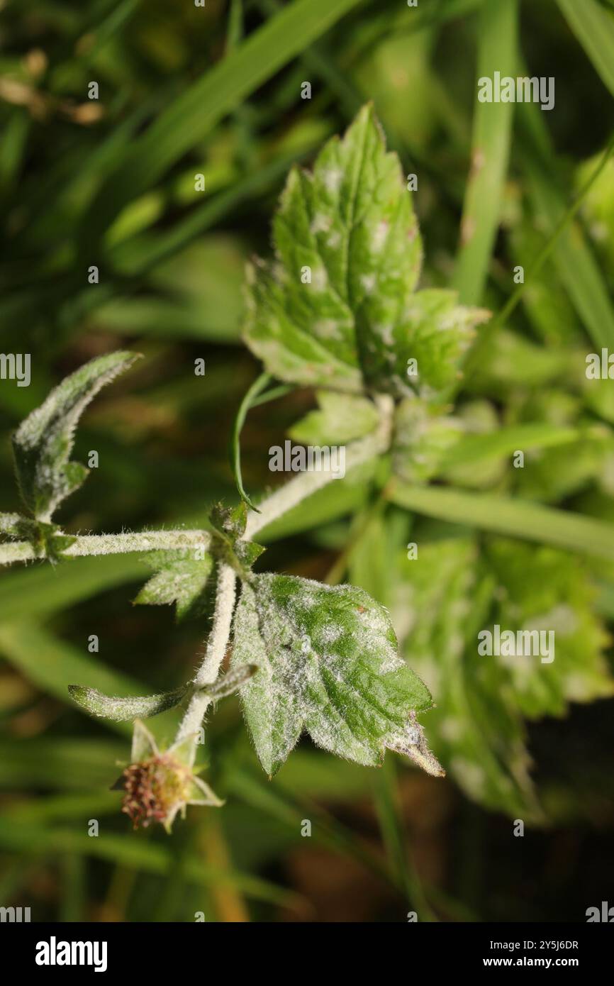 (Podosphaera aphanis) Fungi Stock Photo - Alamy