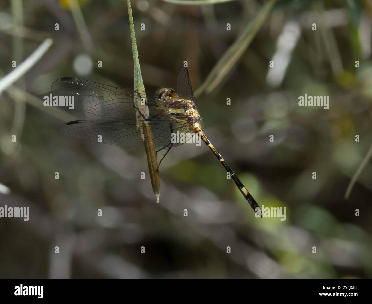 Skimmers (Libellulidae) Insecta Stock Photo - Alamy
