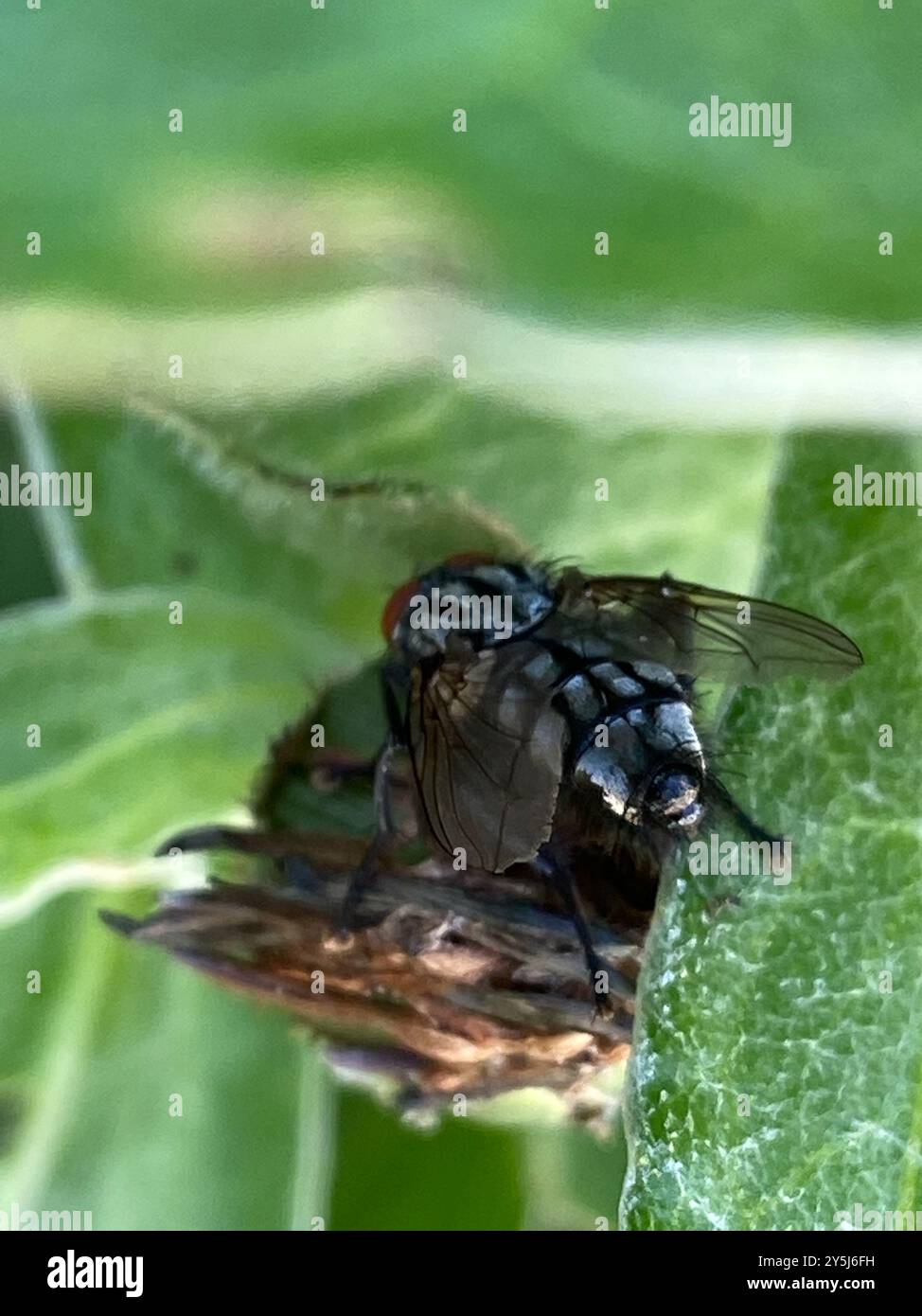 Common Flesh Flies (Sarcophaga) Insecta Stock Photo - Alamy
