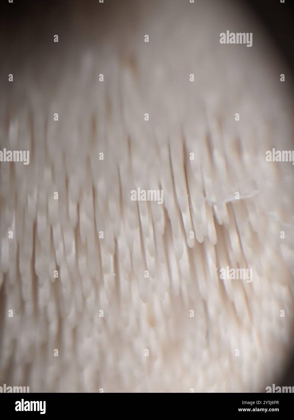 Northern Tooth (Climacodon septentrionalis) Fungi Stock Photo - Alamy