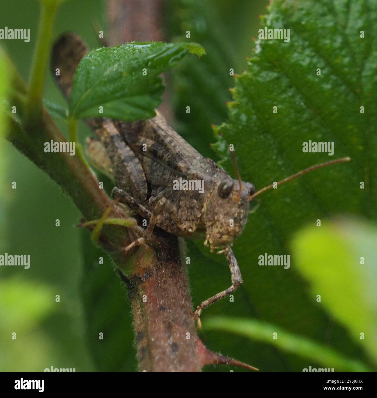 Carolina Grasshopper (Dissosteira carolina) Insecta Stock Photo - Alamy