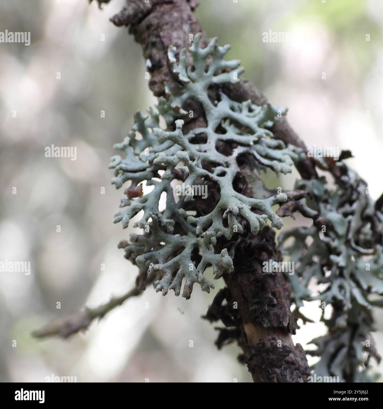 Powder-headed Tube Lichen (Hypogymnia tubulosa) Fungi Stock Photo - Alamy