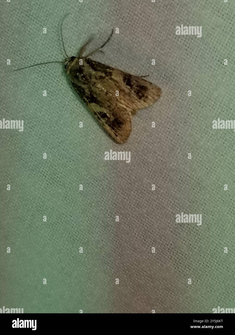 Fall Armyworm Moth (Spodoptera frugiperda) Insecta Stock Photo - Alamy