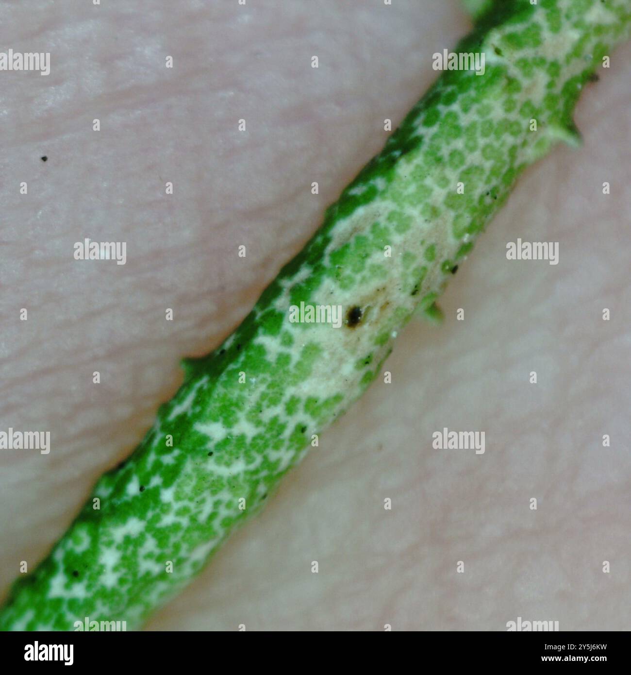 Smooth Pixie Lichen (Cladonia gracilis gracilis) Fungi Stock Photo - Alamy