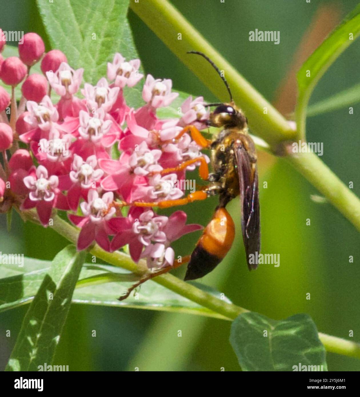 Great Golden Digger Wasp (Sphex ichneumoneus) Insecta Stock Photo - Alamy
