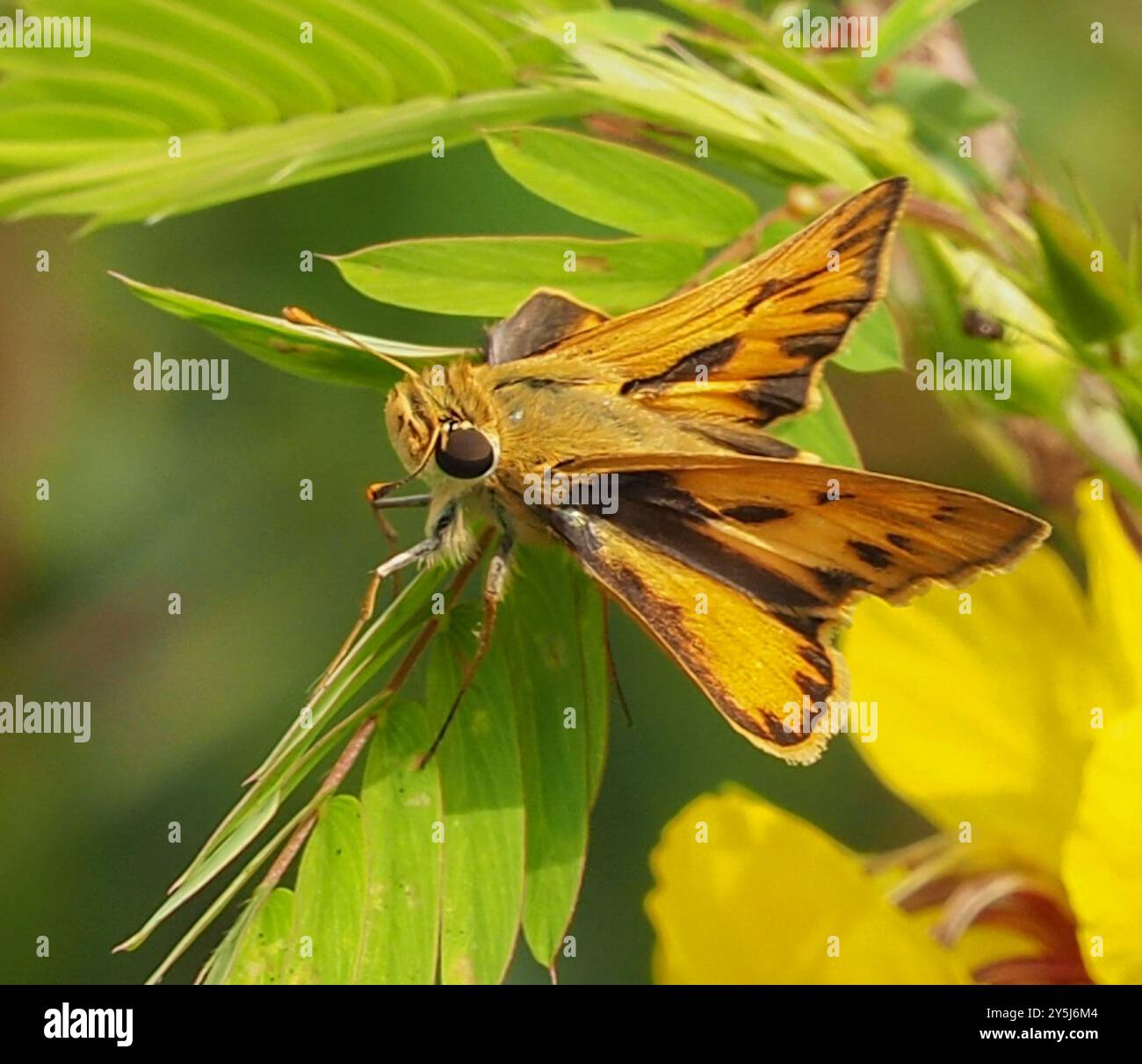 Fiery Skipper (Hylephila phyleus) Insecta Stock Photo - Alamy