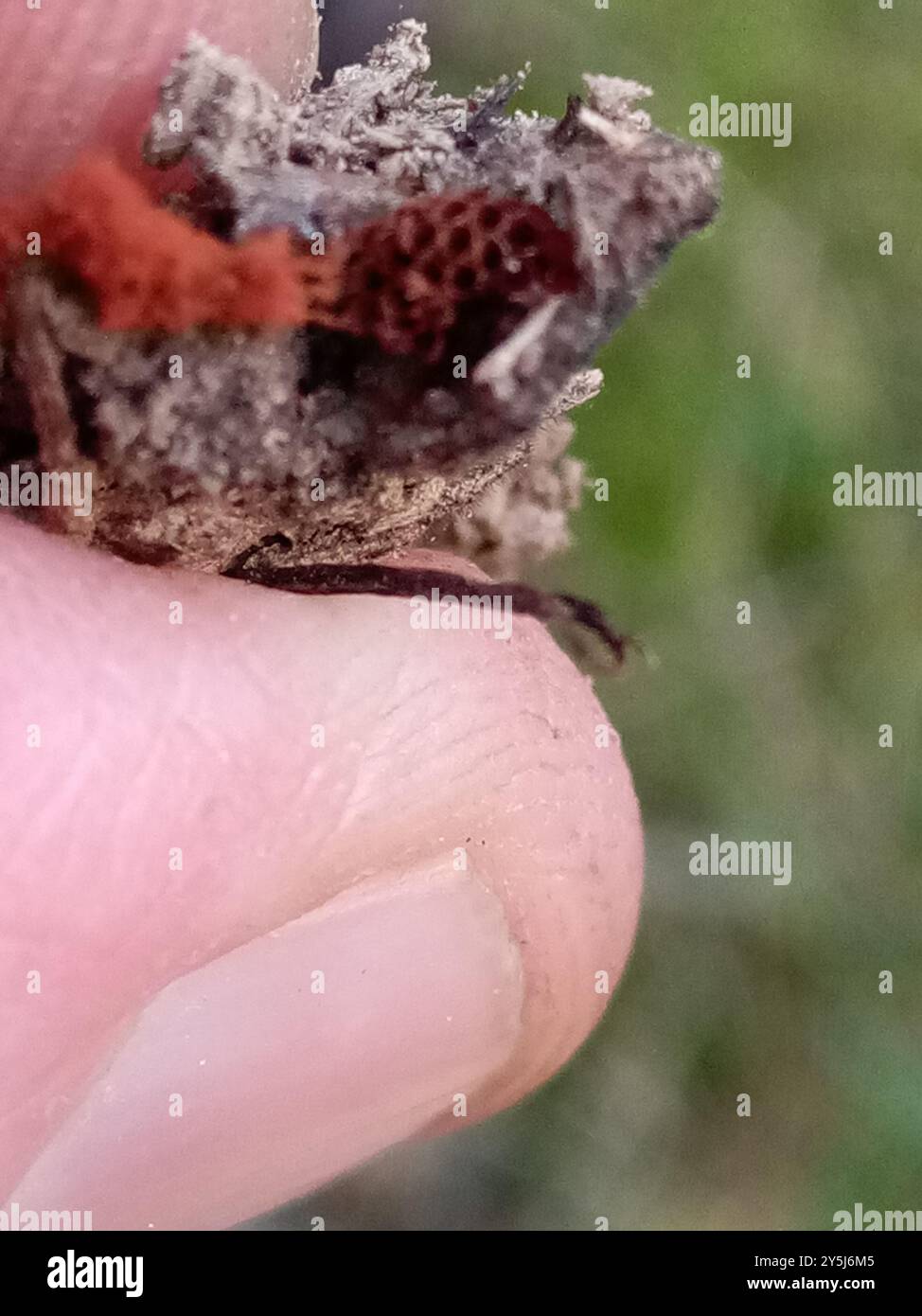 Wasp's Nest Slime Mold (Metatrichia vesparia) Protozoa Stock Photo - Alamy
