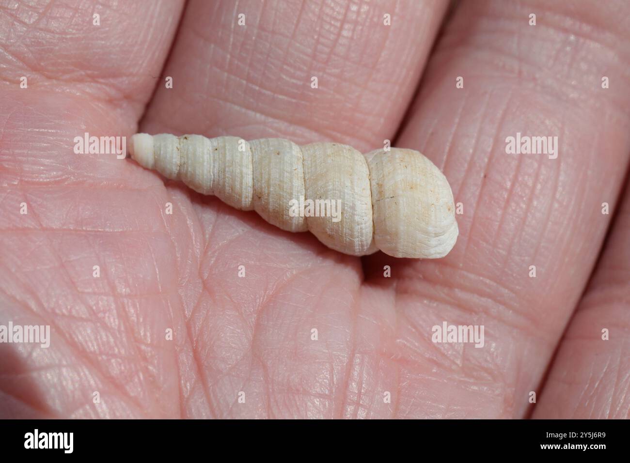 Common Tower Shell (Turritellinella tricarinata) Mollusca Stock Photo ...