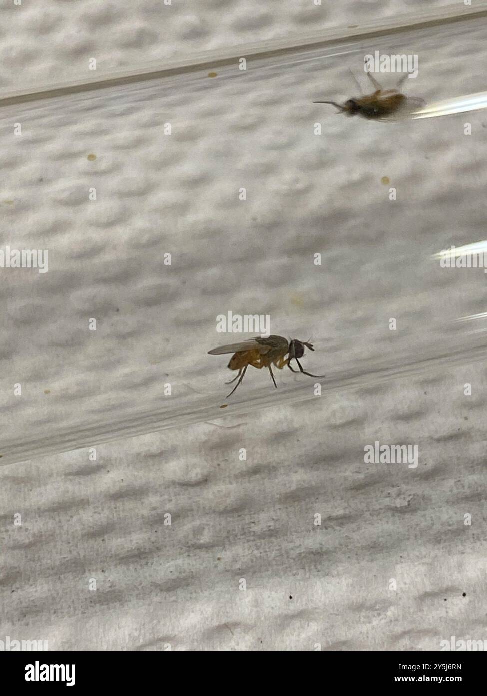 Shoot Flies (Atherigona) Insecta Stock Photo - Alamy