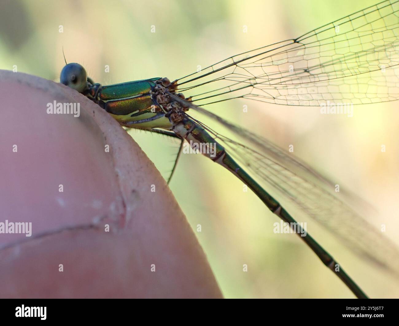 Western Willow Spreadwing (Chalcolestes viridis) Insecta Stock Photo ...