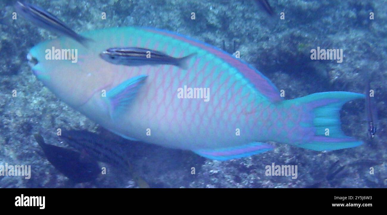 Bluebarred Parrotfish (Scarus ghobban) Actinopterygii Stock Photo - Alamy