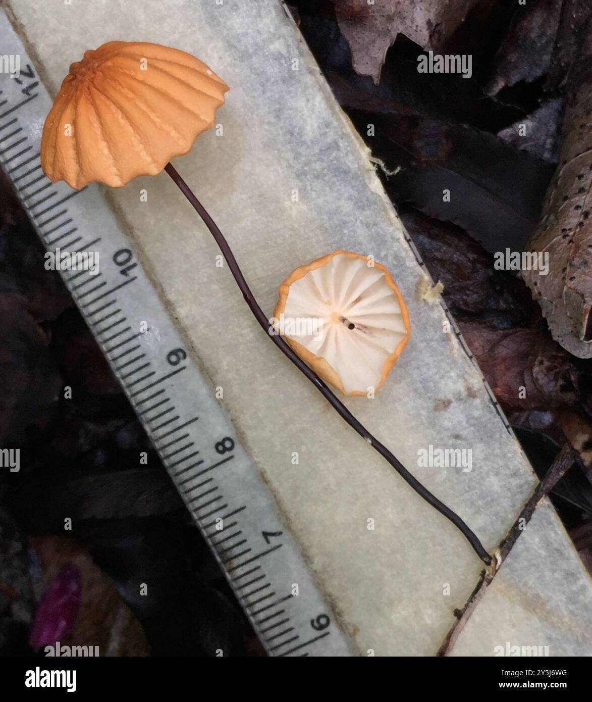 Orange Pinwheel (Marasmius siccus) Fungi Stock Photo - Alamy