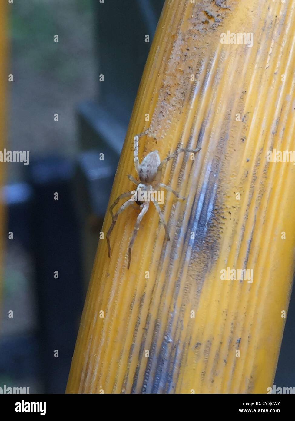 garden ghost spider (Hibana gracilis) Arachnida Stock Photo - Alamy