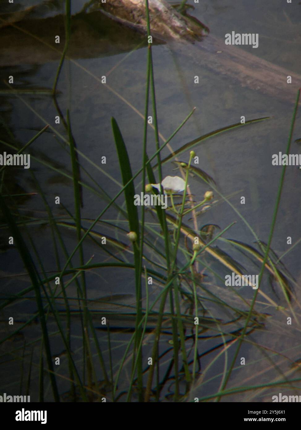 Grass-leaved Arrowhead (Sagittaria graminea) Plantae Stock Photo - Alamy