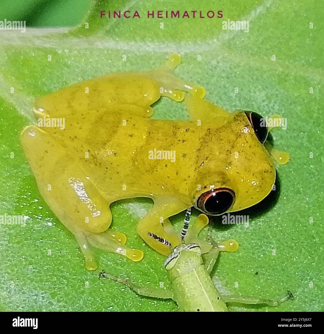 Yellow Tree Frogs (Dendropsophus) Amphibia Stock Photo - Alamy