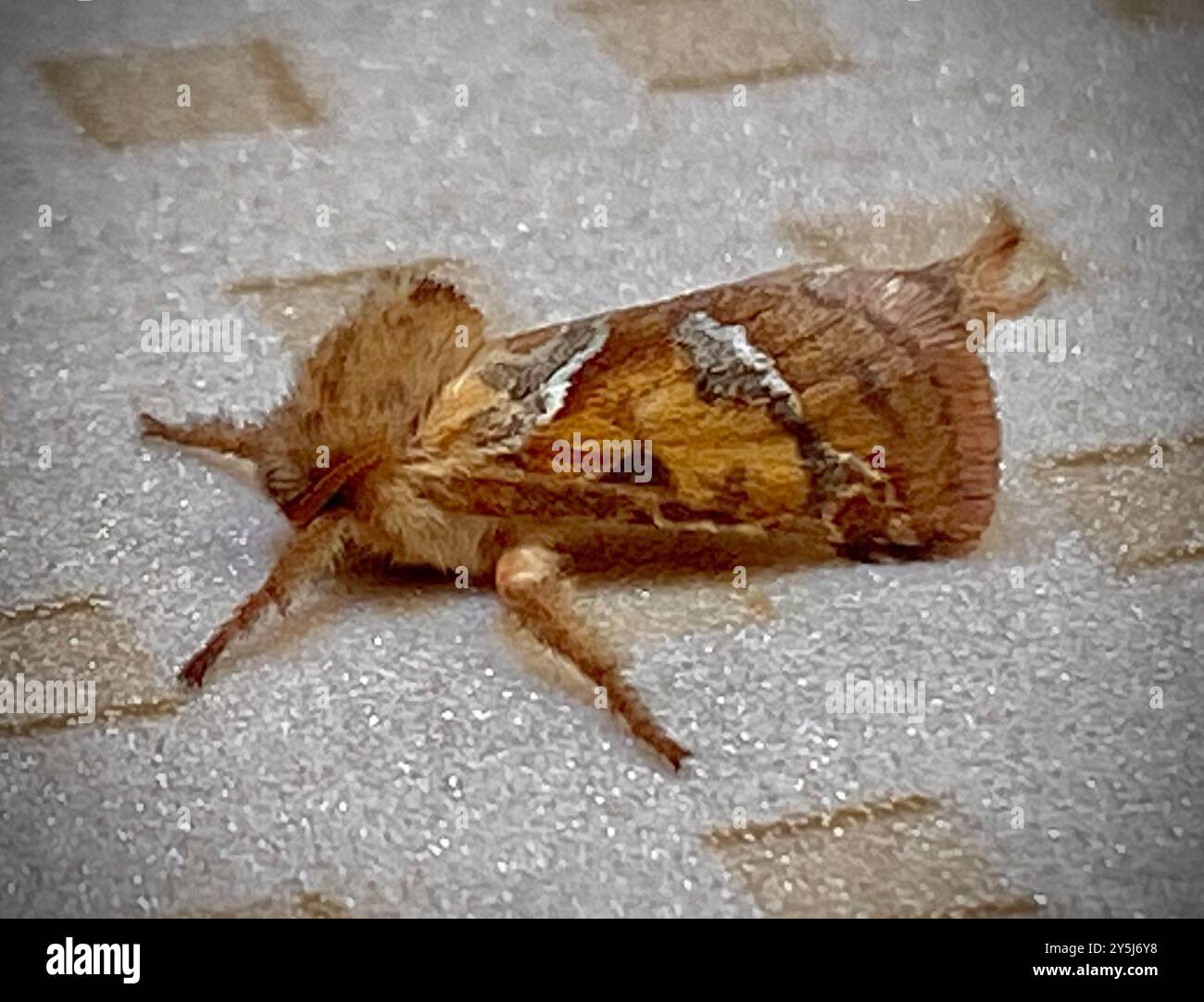 Orange Swift (Triodia sylvina) Insecta Stock Photo - Alamy
