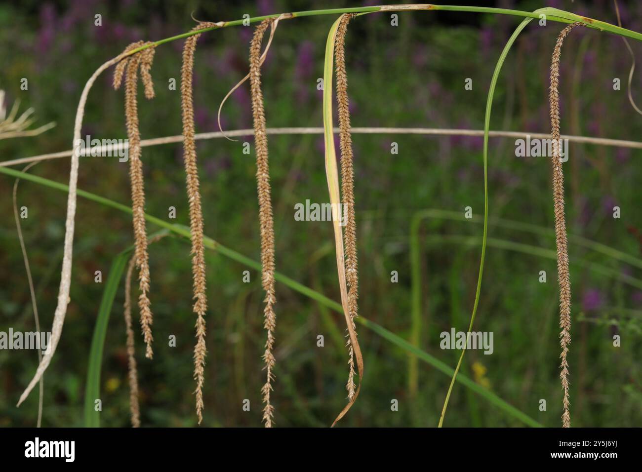 Hanging sedge (Carex pendula) Plantae Stock Photo - Alamy