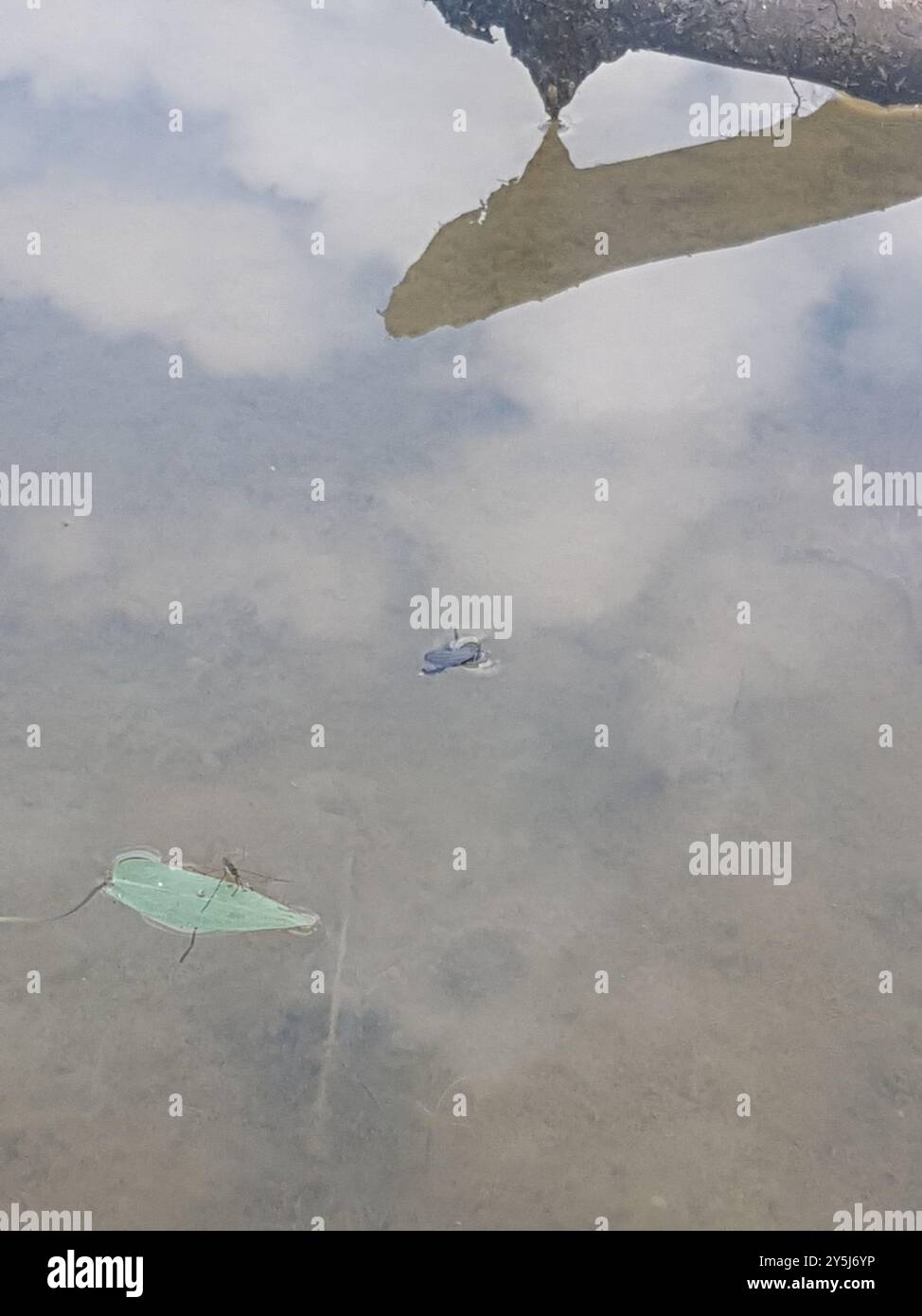 Small Flat Diving Beetles (Acilius) Insecta Stock Photo - Alamy