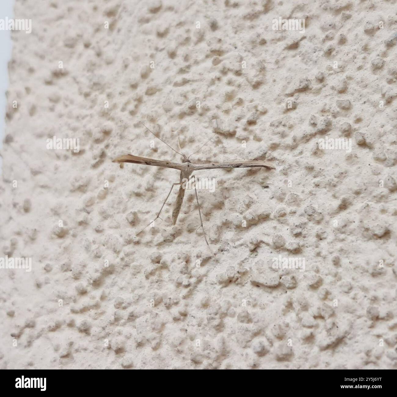 Morning-glory Plume Moth (Emmelina monodactyla) Insecta Stock Photo - Alamy