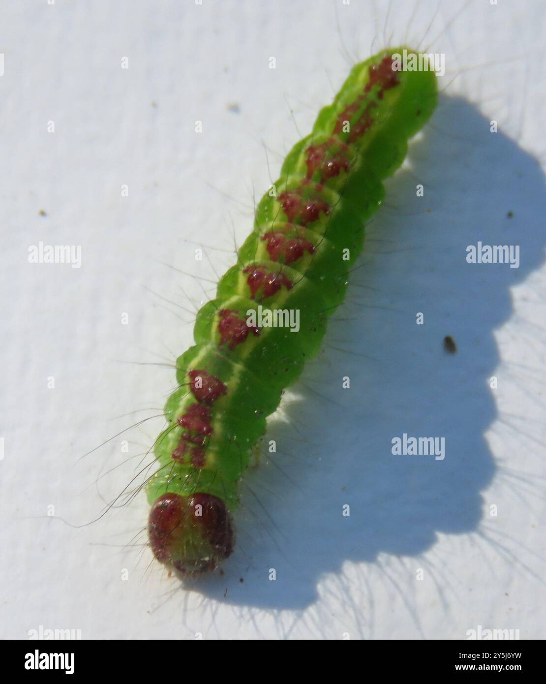 Fragile Dagger (Acronicta fragilis) Insecta Stock Photo - Alamy