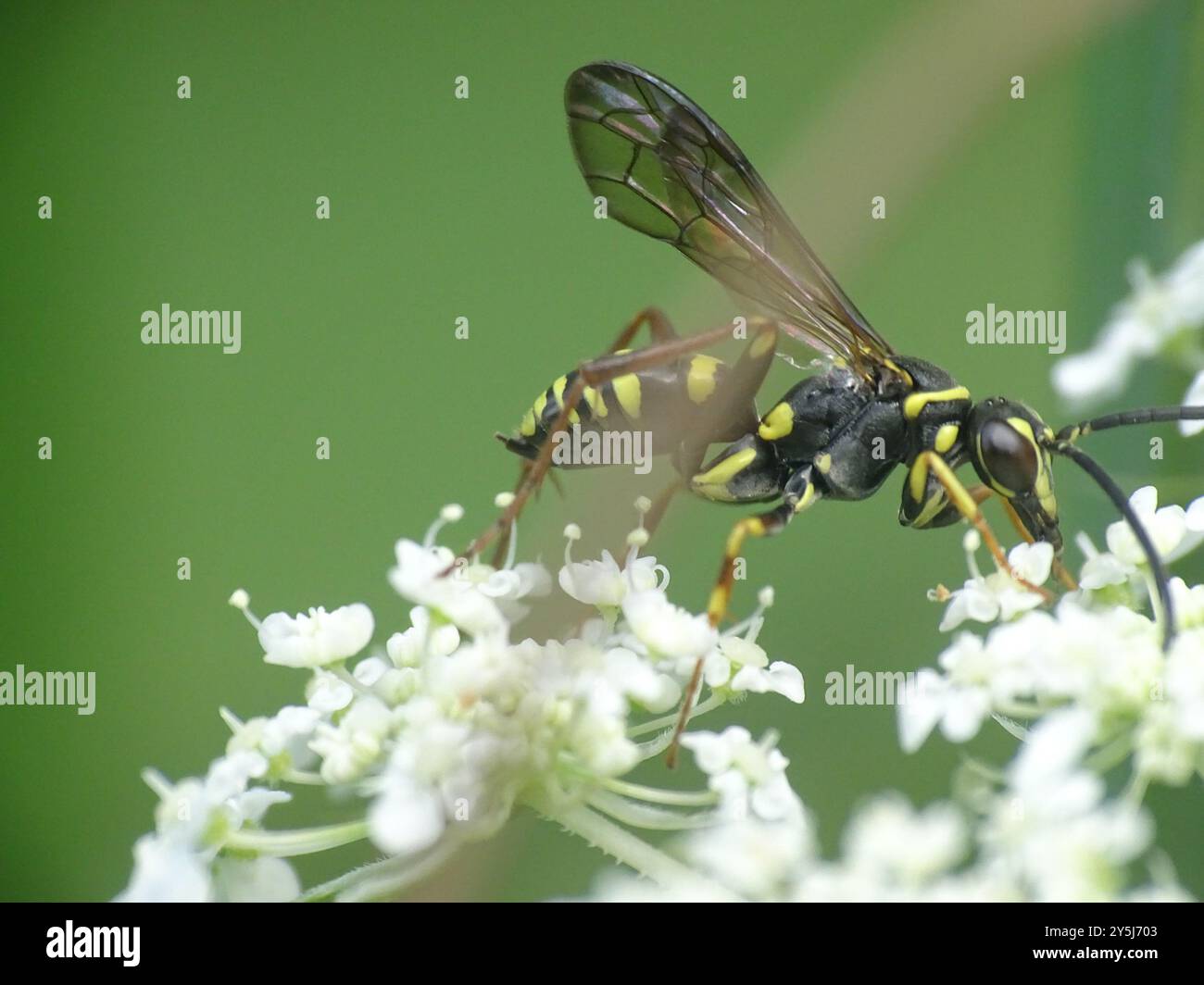 Spotted Cuckoo Spider Wasp (Ceropales maculata) Insecta Stock Photo - Alamy