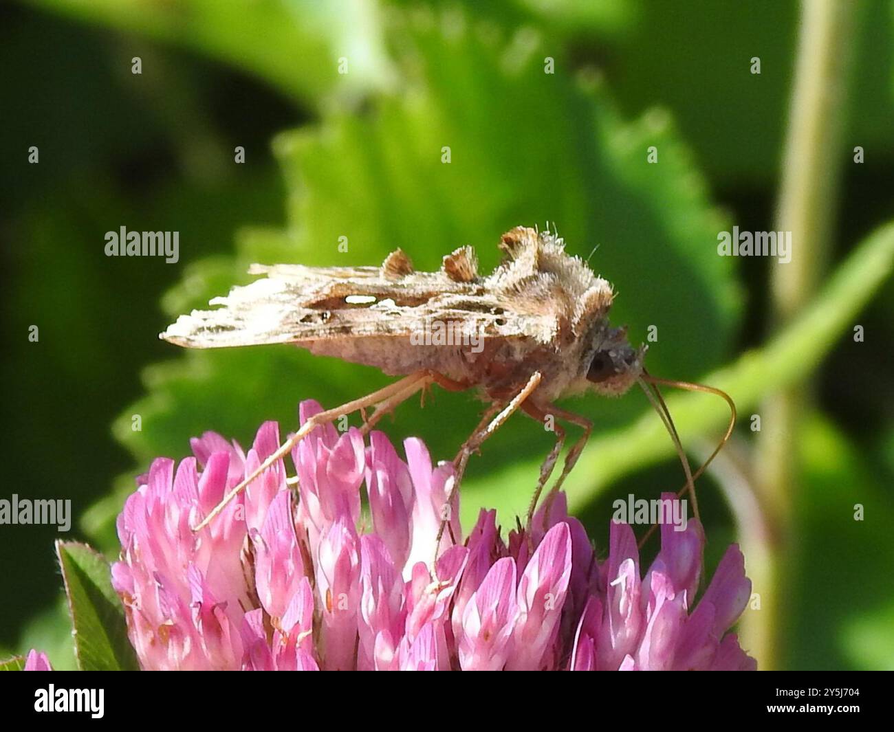 Beautiful Golden Y (Autographa pulchrina) Insecta Stock Photo - Alamy