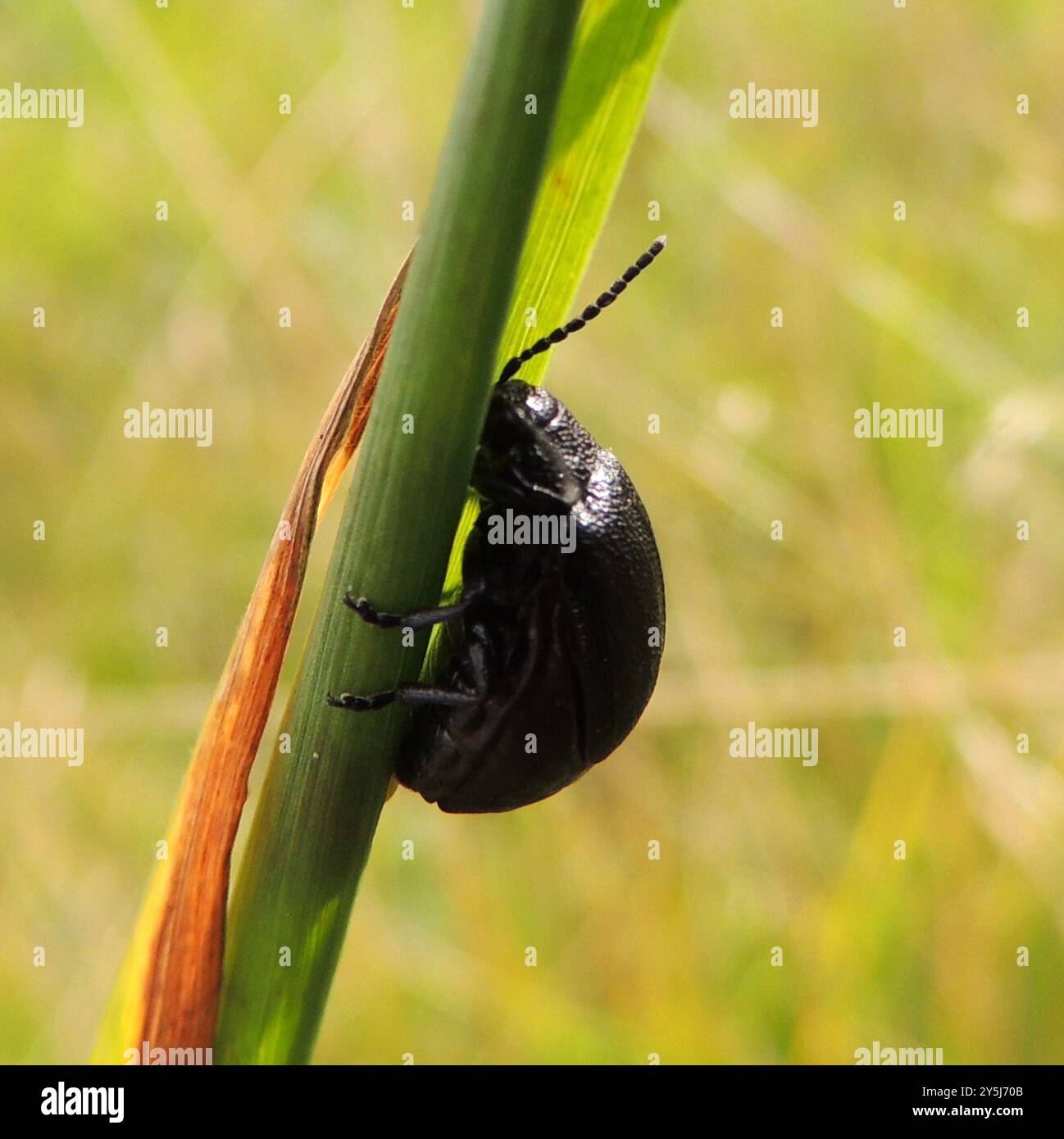 black-punctured leaf beetle (Galeruca tanaceti) Insecta Stock Photo - Alamy