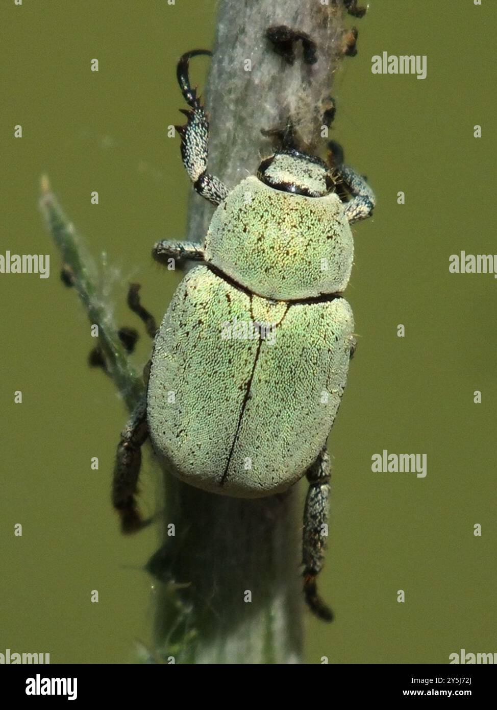 (Hoplia parvula) Insecta Stock Photo - Alamy