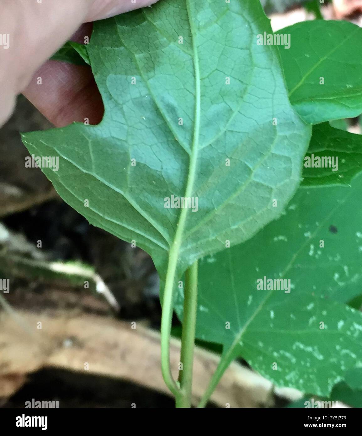 tall rattlesnake root (Nabalus altissimus) Plantae Stock Photo - Alamy