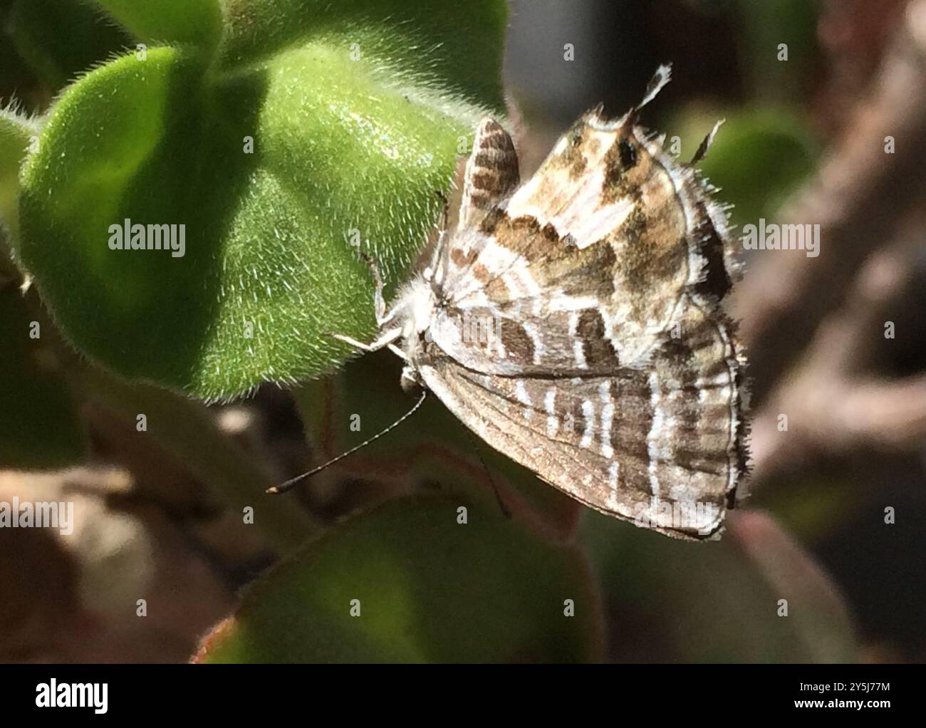 Common Geranium-bronze (Cacyreus marshalli) Insecta Stock Photo - Alamy