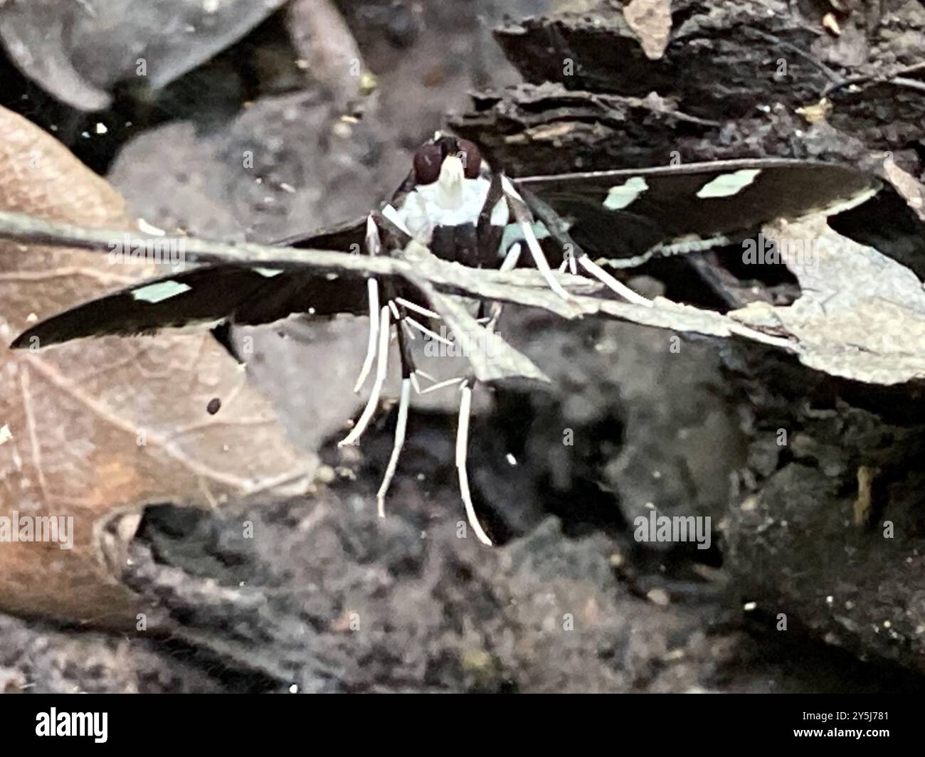Grape Leaffolder and Leafroller Moths (Desmia funeralis) Insecta Stock ...