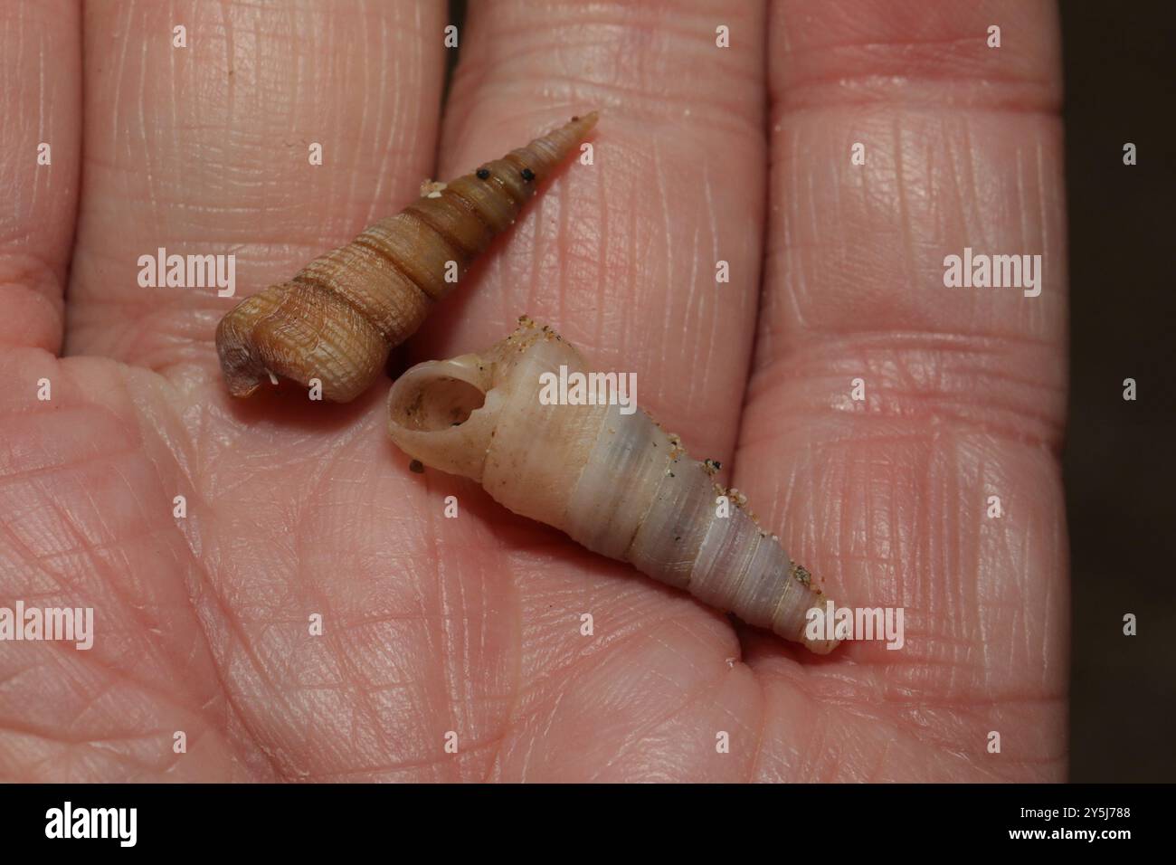 Common Tower Shell (Turritellinella tricarinata) Mollusca Stock Photo ...