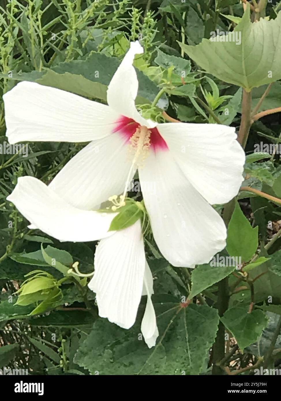 swamp rose mallow (Hibiscus moscheutos) Plantae Stock Photo - Alamy