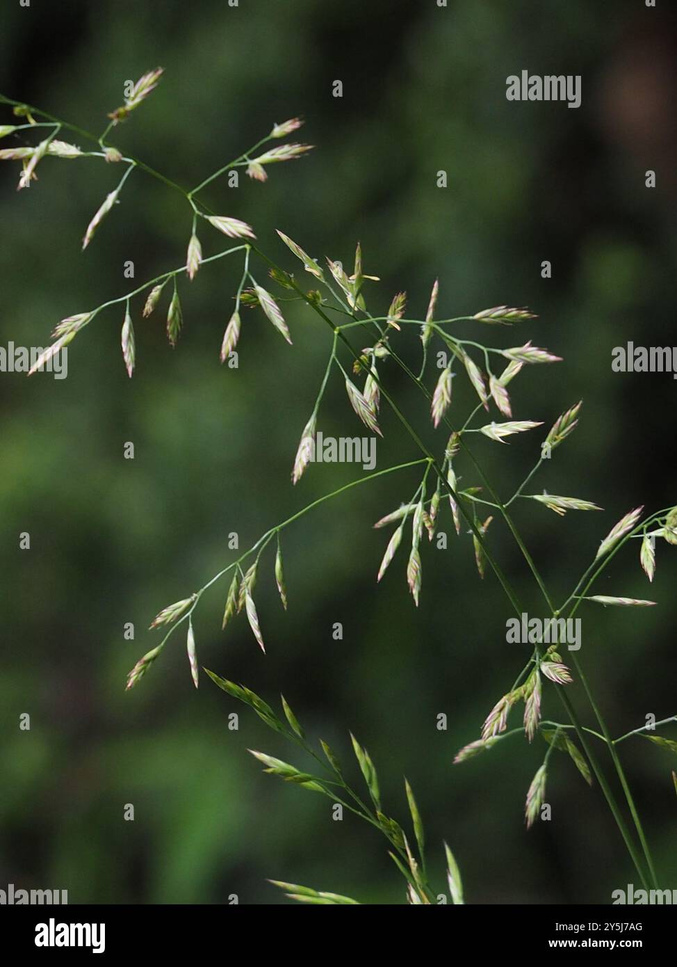 tall fescue (Lolium arundinaceum) Plantae Stock Photo - Alamy