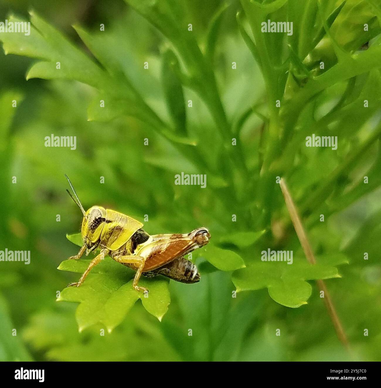 Aztec Spur-throated Grasshopper (Aidemona azteca) Insecta Stock Photo ...