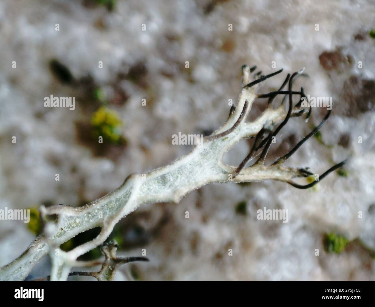 Great Ciliated Lichen (Anaptychia ciliaris) Fungi Stock Photo - Alamy