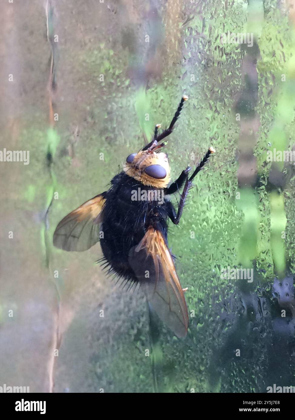 Yellow-faced Fly (Tachina grossa) Insecta Stock Photo - Alamy