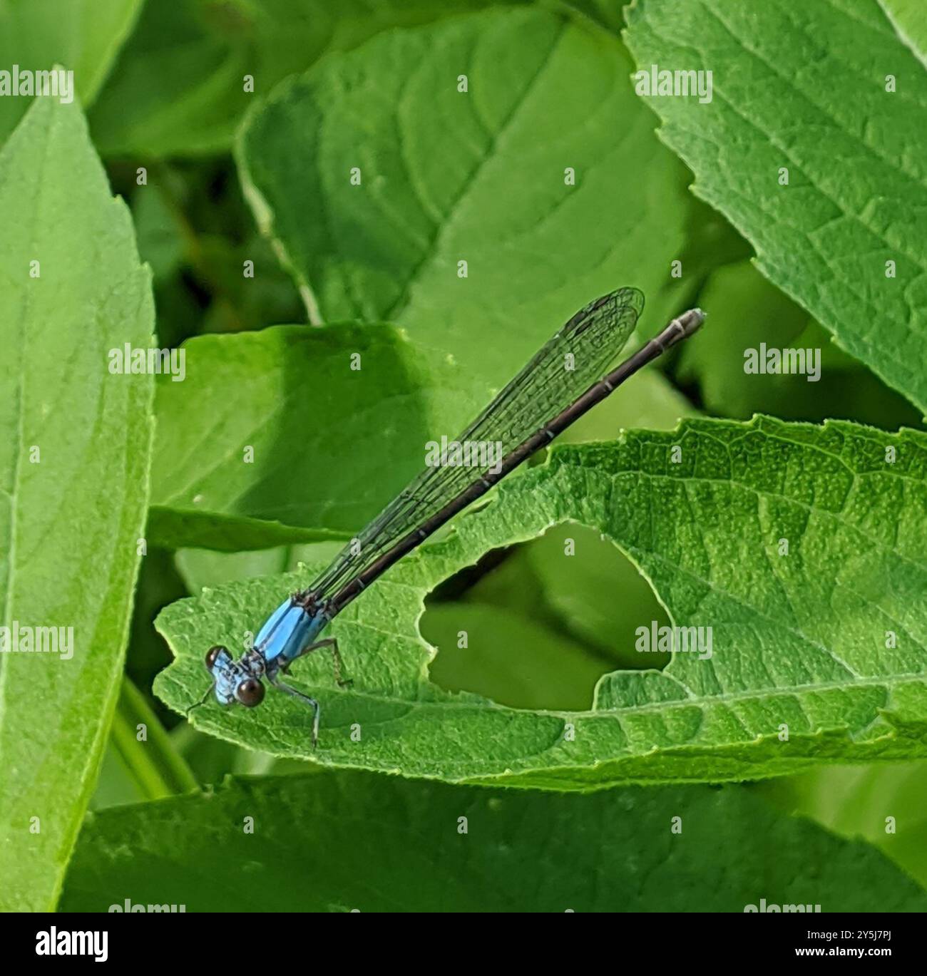 Blue-fronted Dancer (Argia apicalis) Insecta Stock Photo - Alamy