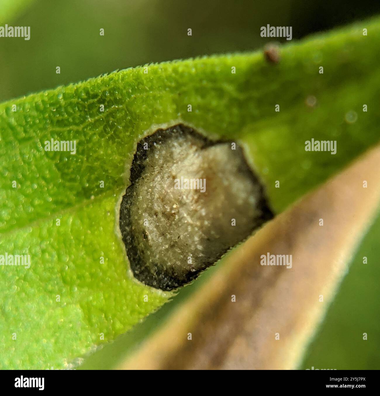Carbonifera goldenrod gall midge (Asteromyia carbonifera) Insecta Stock ...